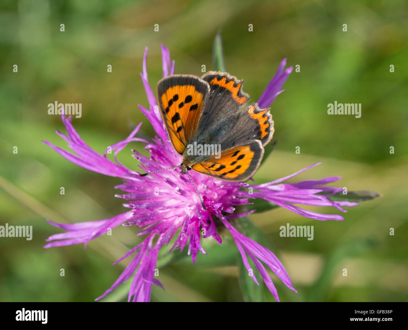 Small copper butterfly (Lycaena phlaeas) on wildflowers, UK Stock Photo ...