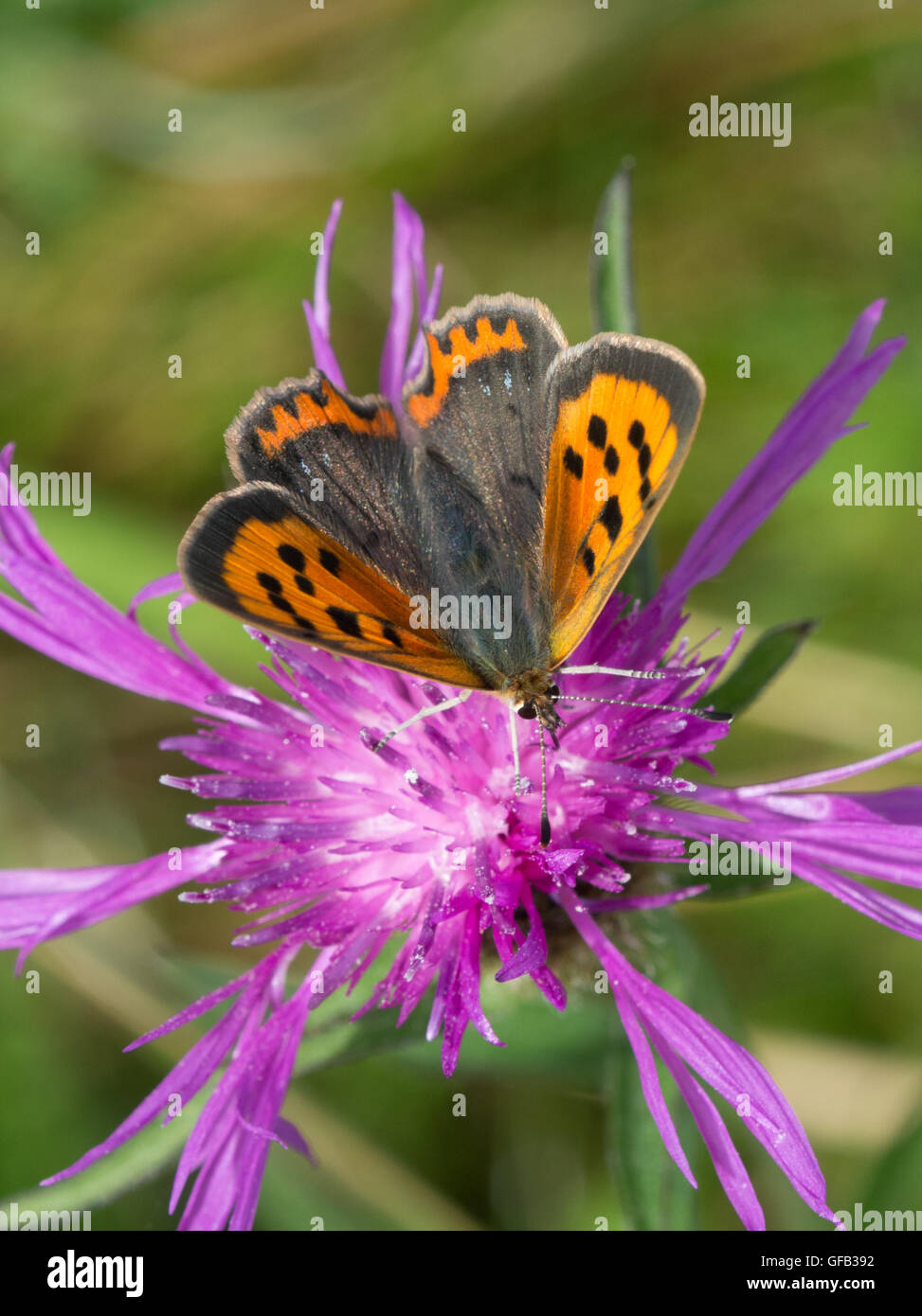 Small copper butterfly (Lycaena phlaeas) on wildflowers, UK Stock Photo ...