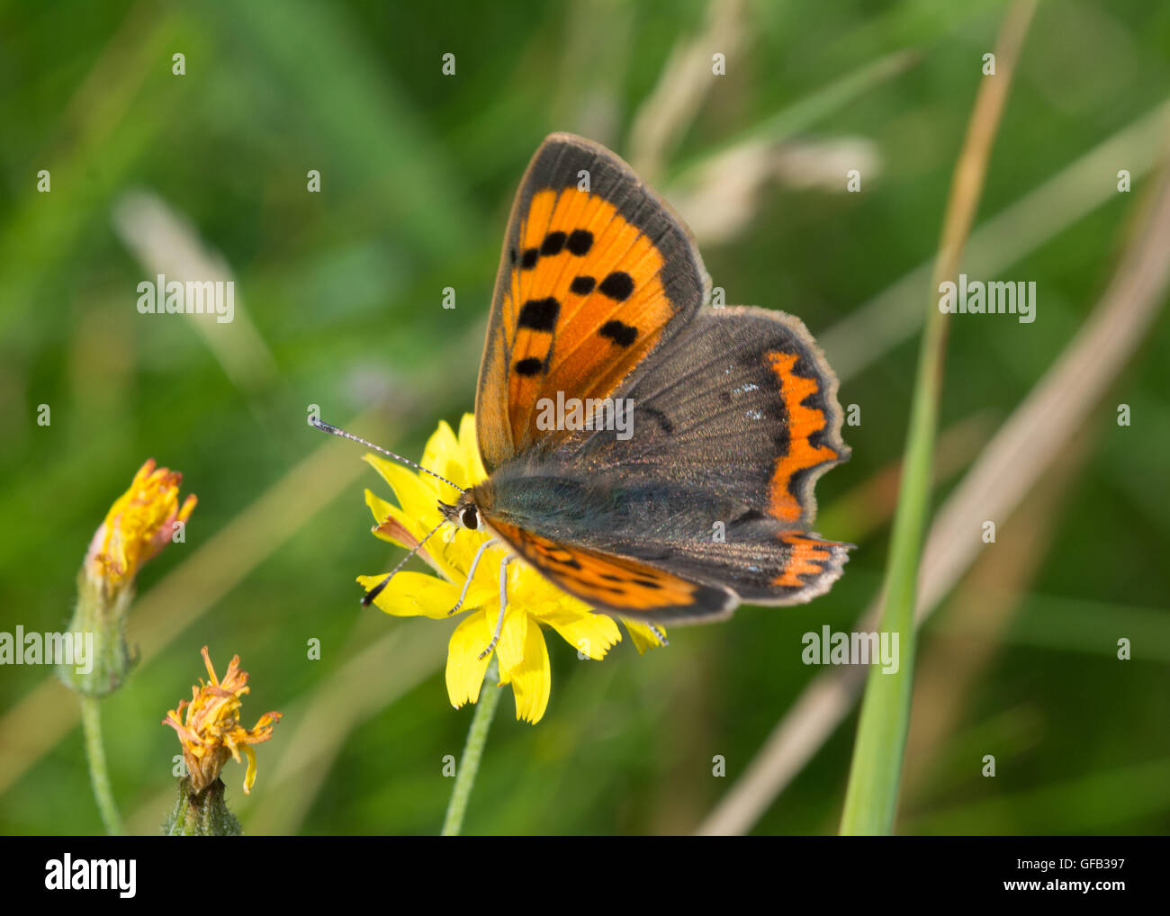 Small copper butterfly (Lycaena phlaeas) on wildflowers, UK Stock Photo ...