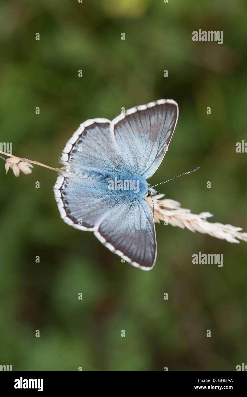 Chalkhill blue butterfly (Polyommatus coridon) in chalk grassland ...
