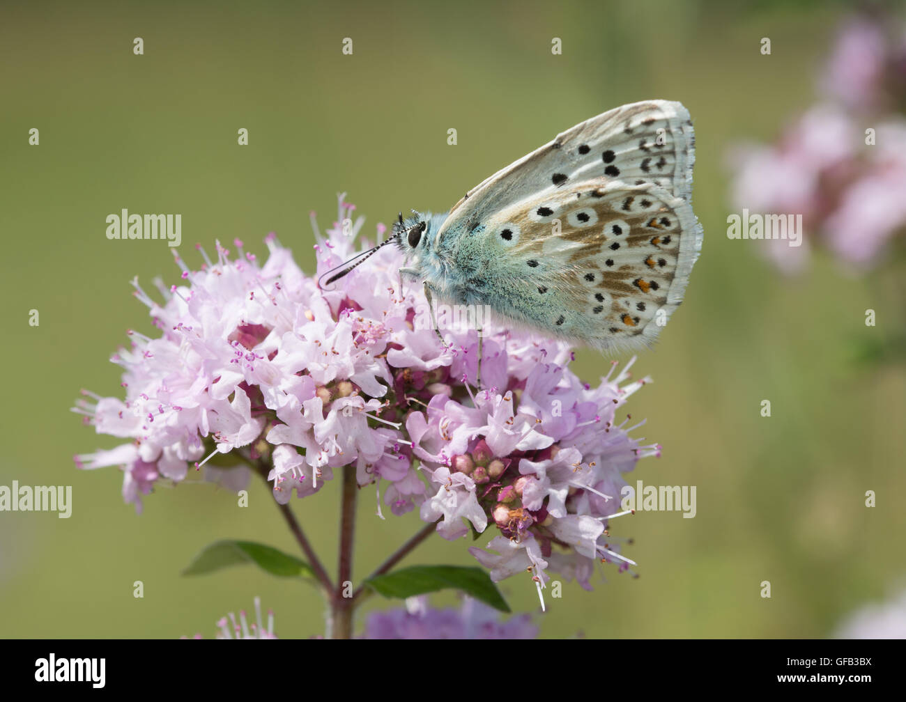 Male chalkhill blue butterfly (Polyommatus coridon) in chalk grassland ...