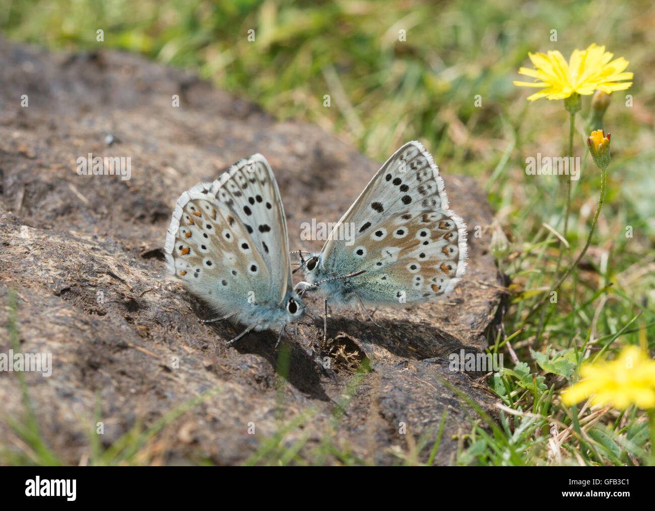 Chalkhill Blue Butterflies Uk High Resolution Stock Photography and ...