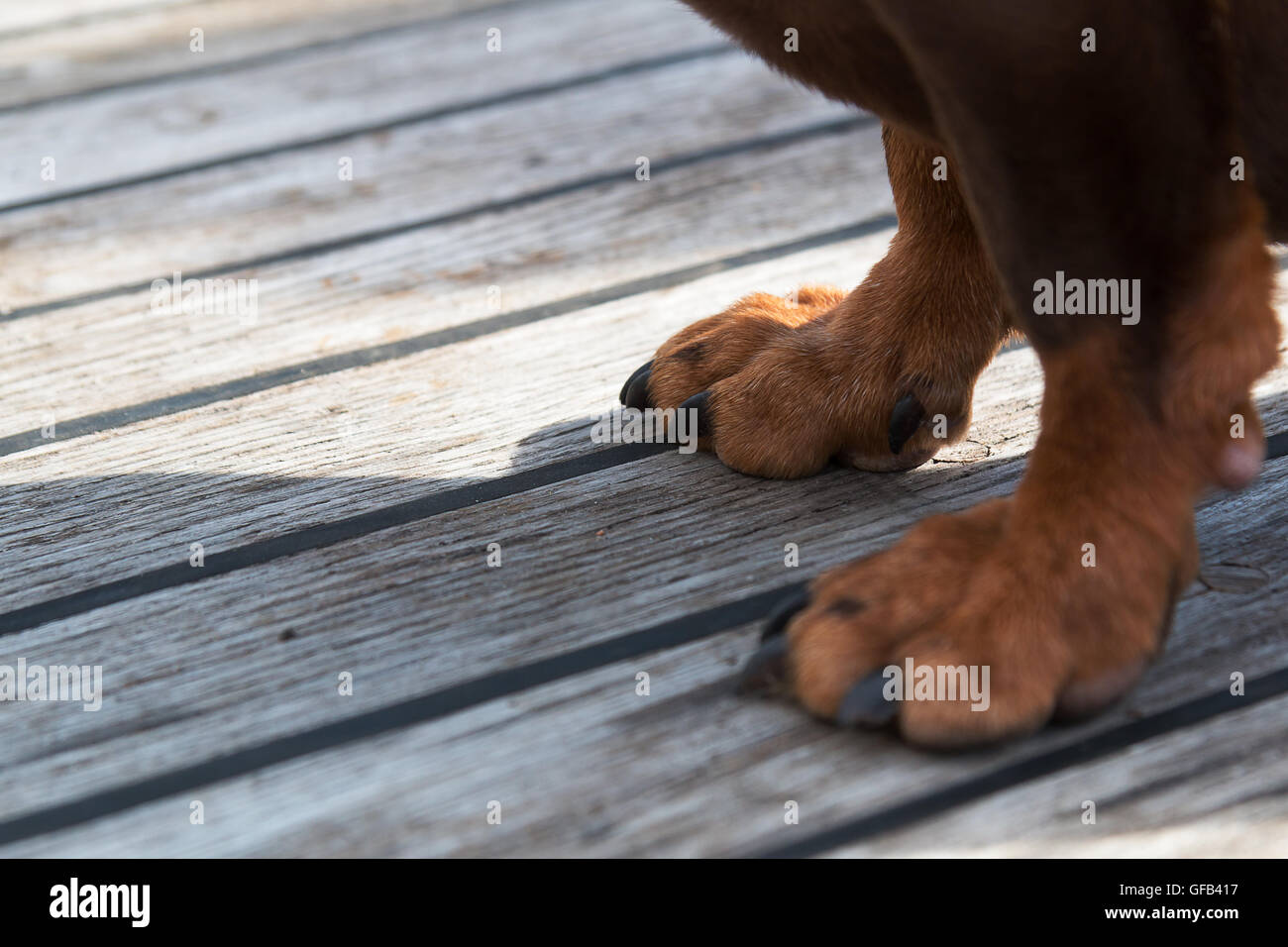 Claw paw detail hi-res stock photography and images - Alamy