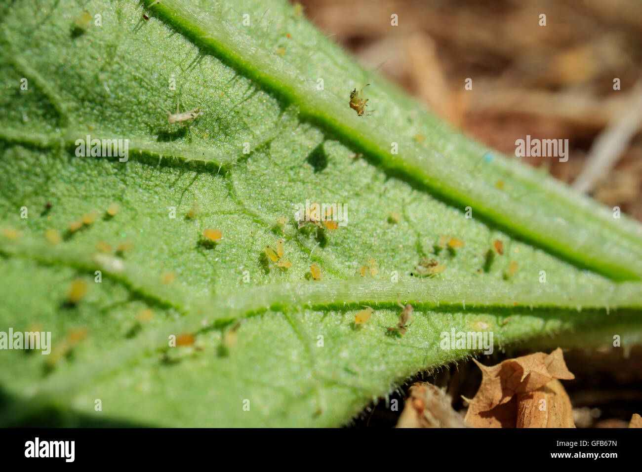 Pests - Aphid on the Kale, harming the plant Stock Photo - Alamy