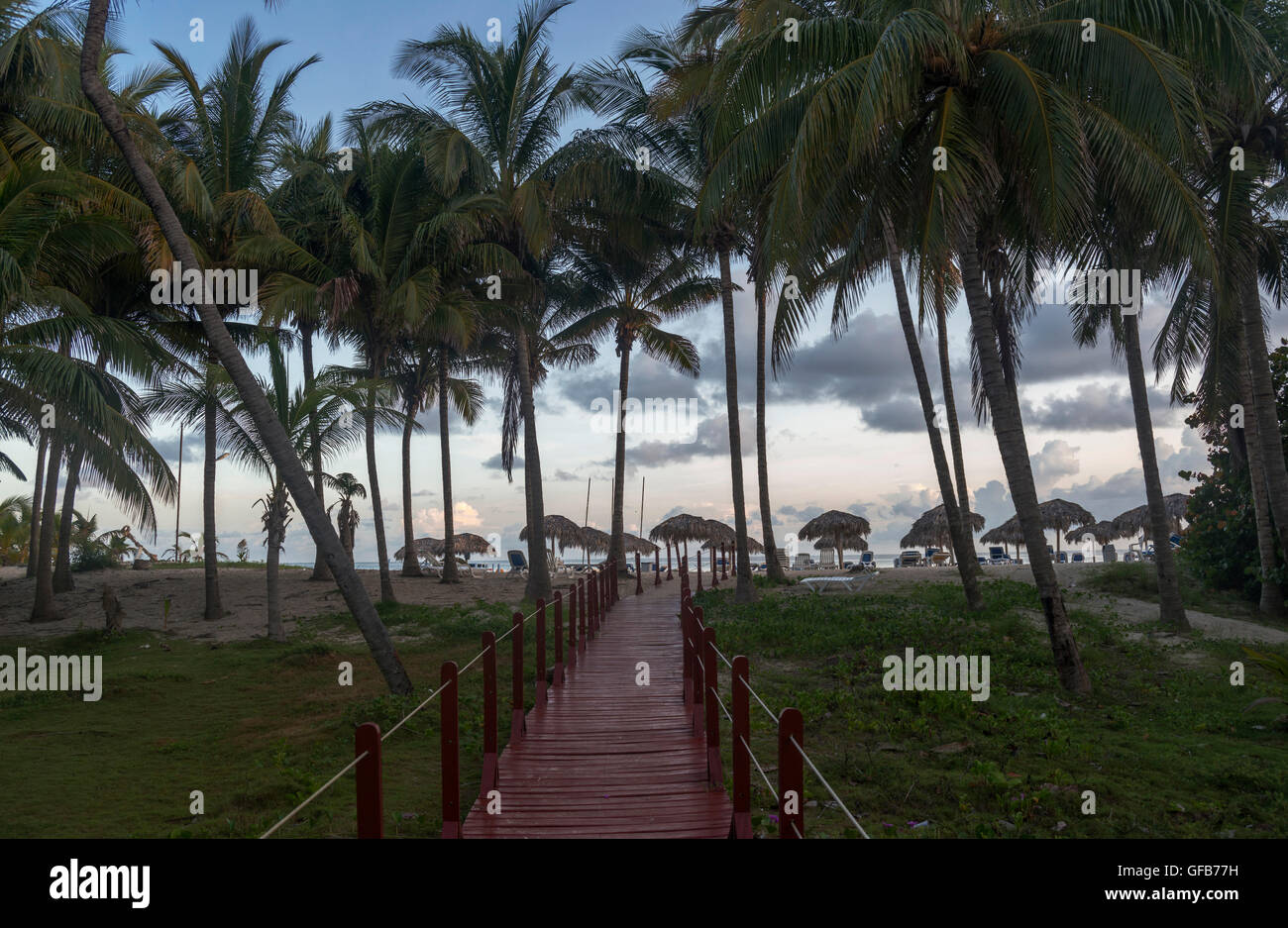 Jungle path to beach palm tree hi-res stock photography and images - Alamy