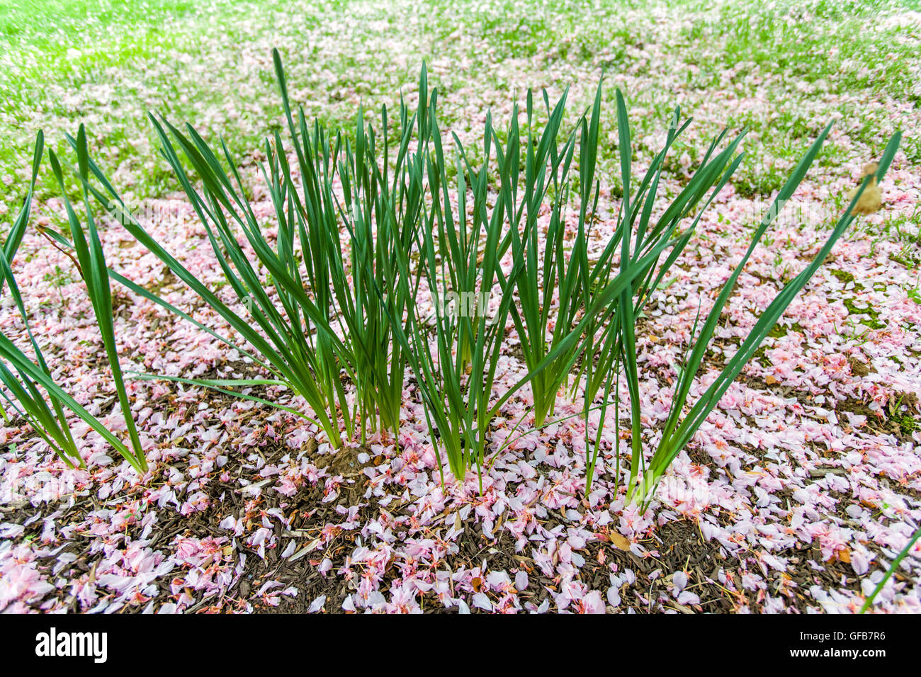 Japanese Cherry Blossoms on the ground around daffodil stalks Stock ...