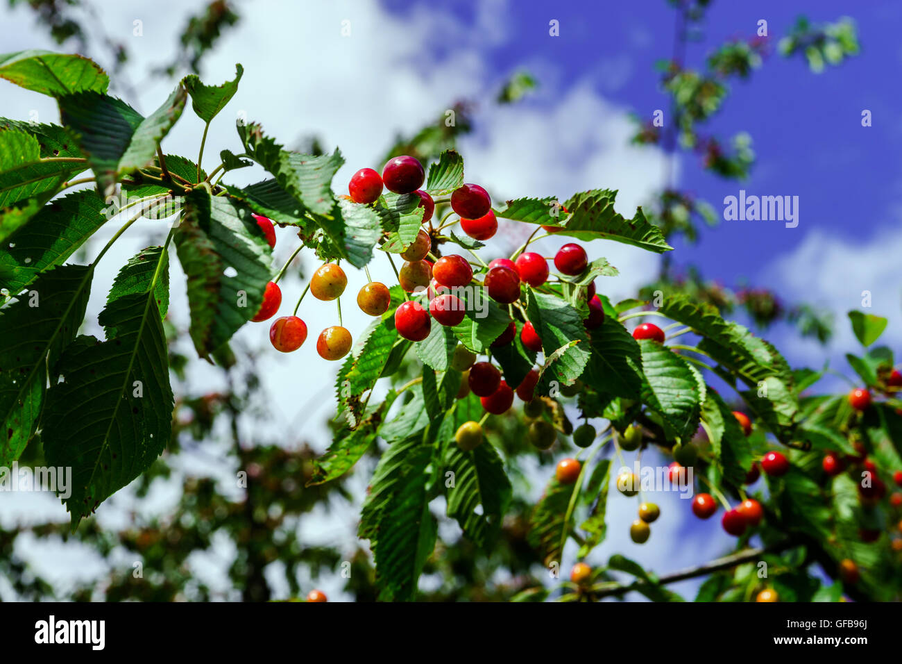 Red cherry on the tree, summer time, harvest Stock Photo - Alamy