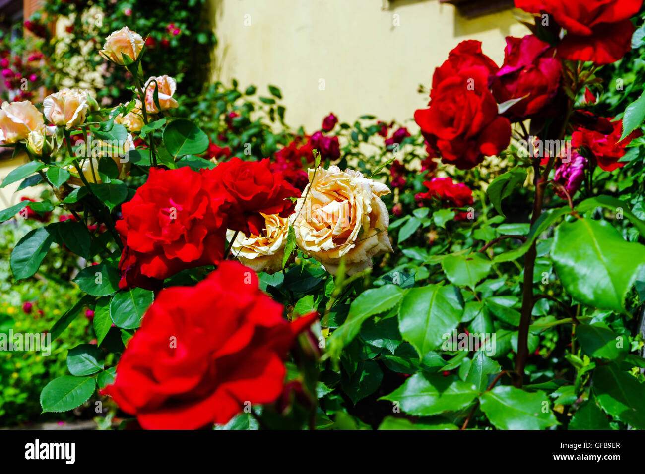 Beautiful roses near village house hi-res stock photography and images ...