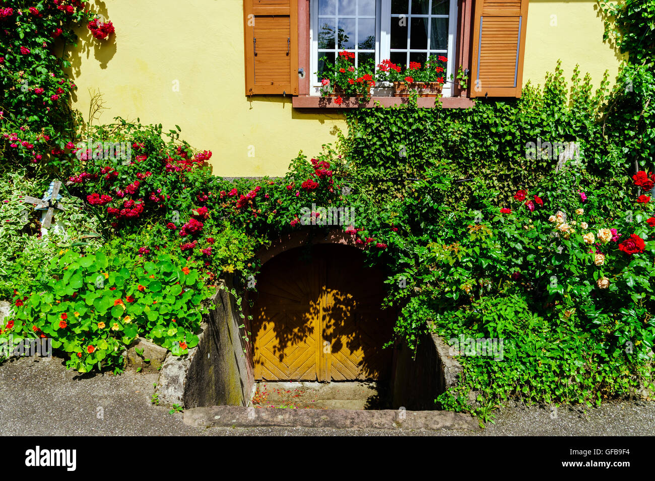 Beautiful roses near village house hi-res stock photography and images ...