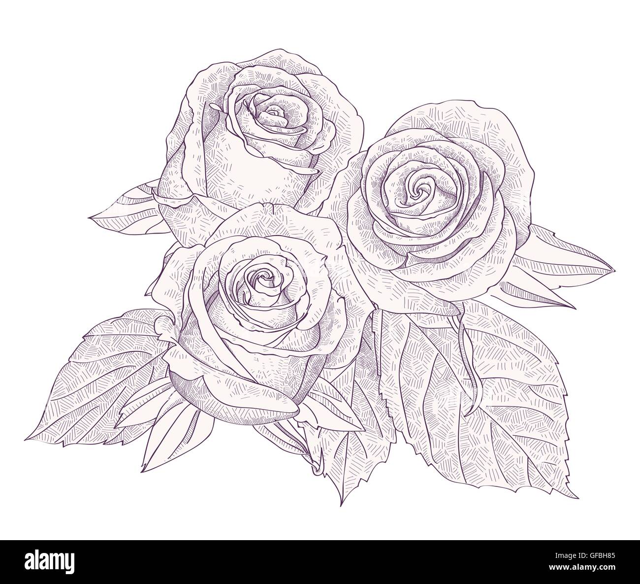 Three Roses Drawing