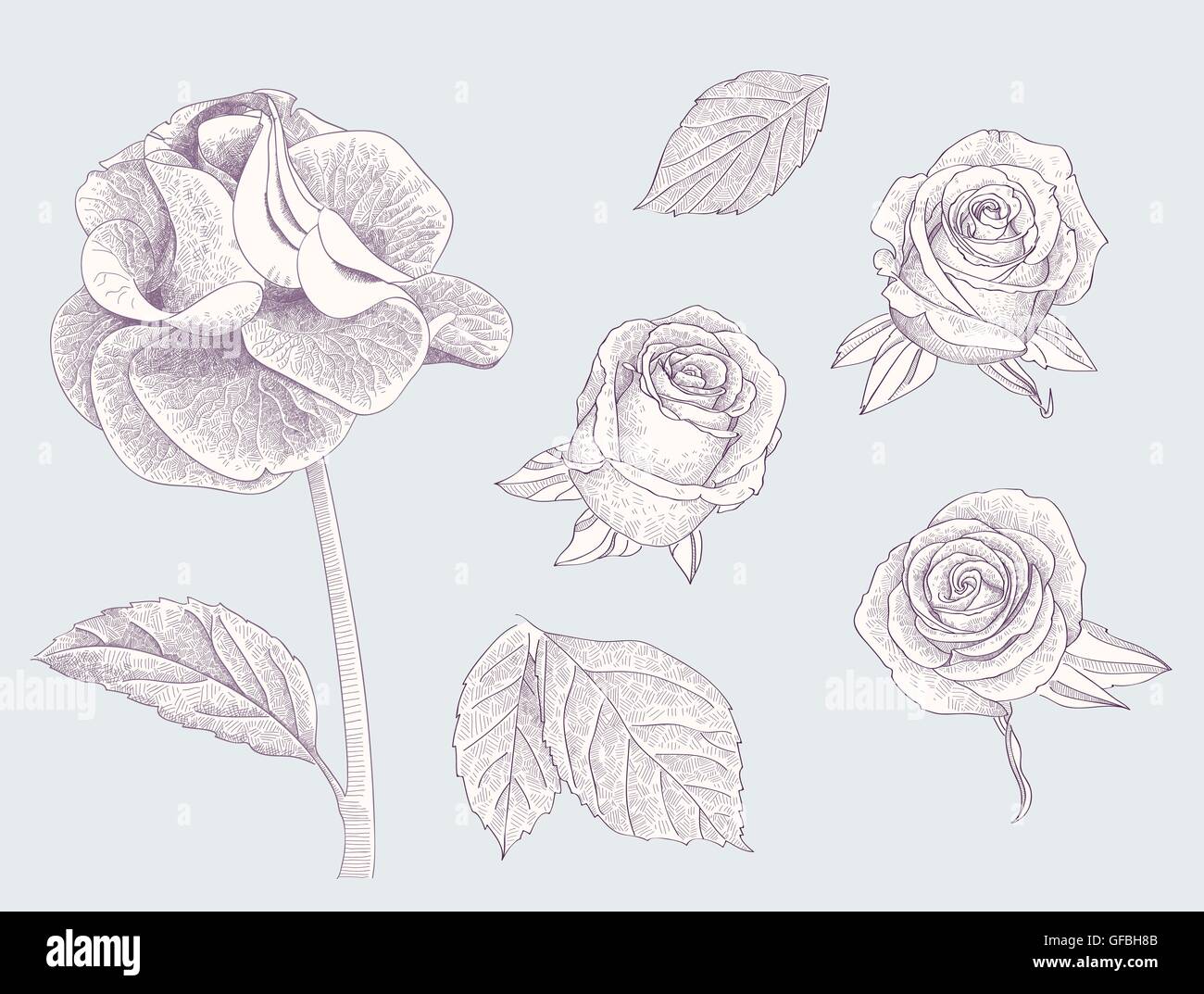 Collection of engraved roses and leafs Stock Vector Image & Art - Alamy