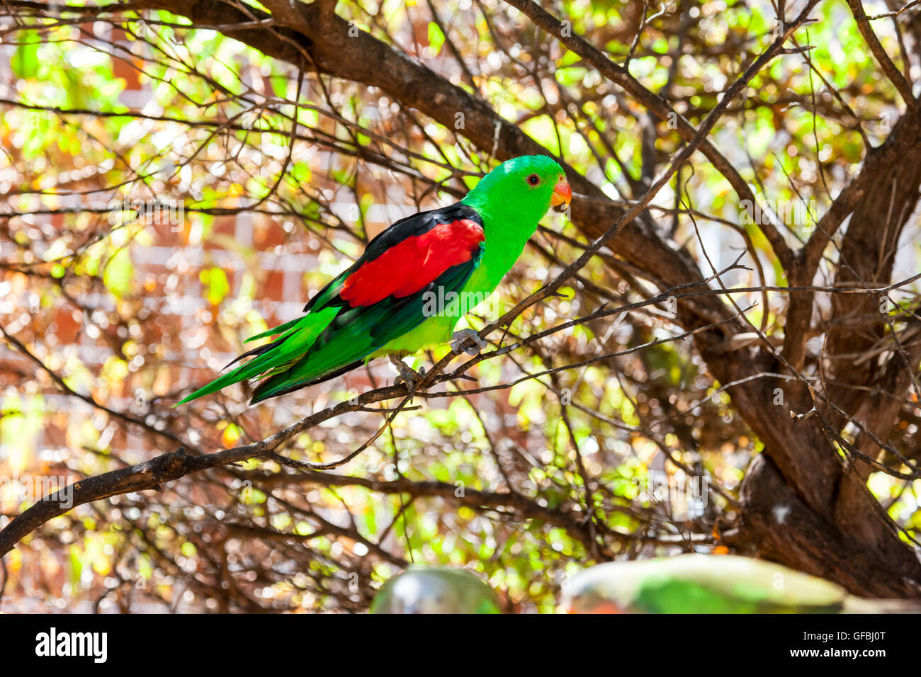 Australian Birdlife. Australia is rich with parrots pelicans and ...
