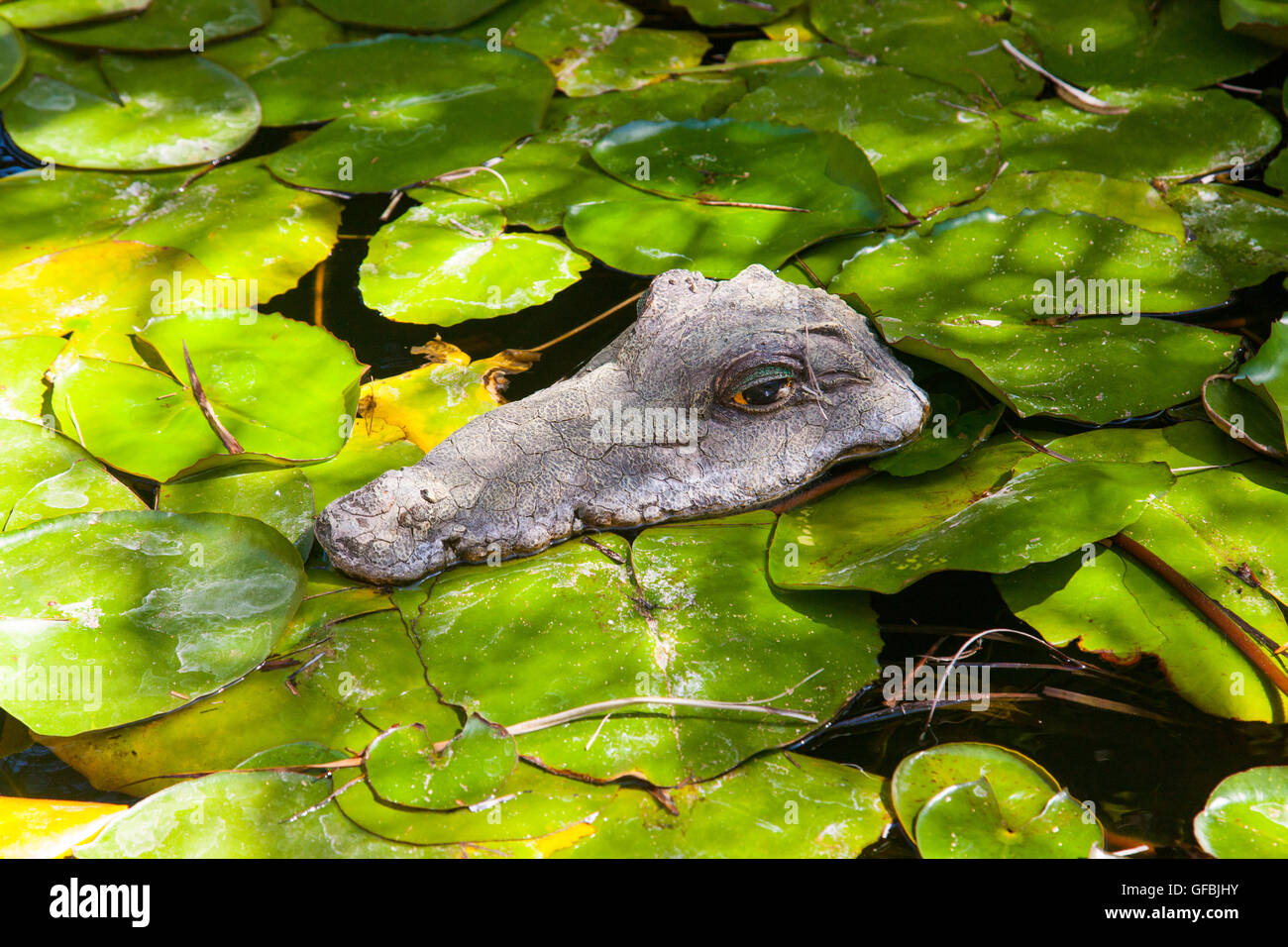 Lush water lilies and flowers in Tropical conditions in Western ...
