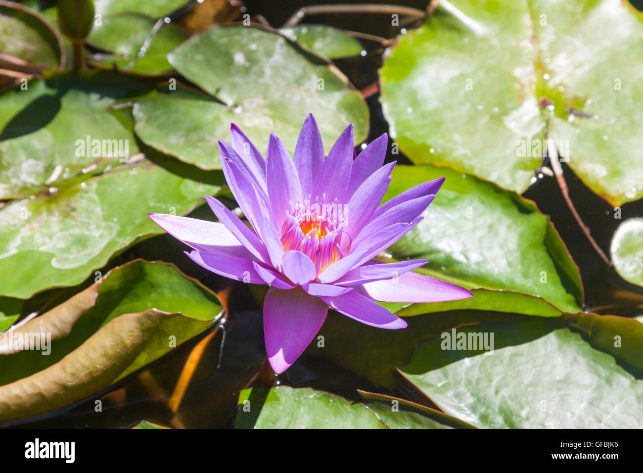 Lush water lilies and flowers in Tropical conditions in Western ...