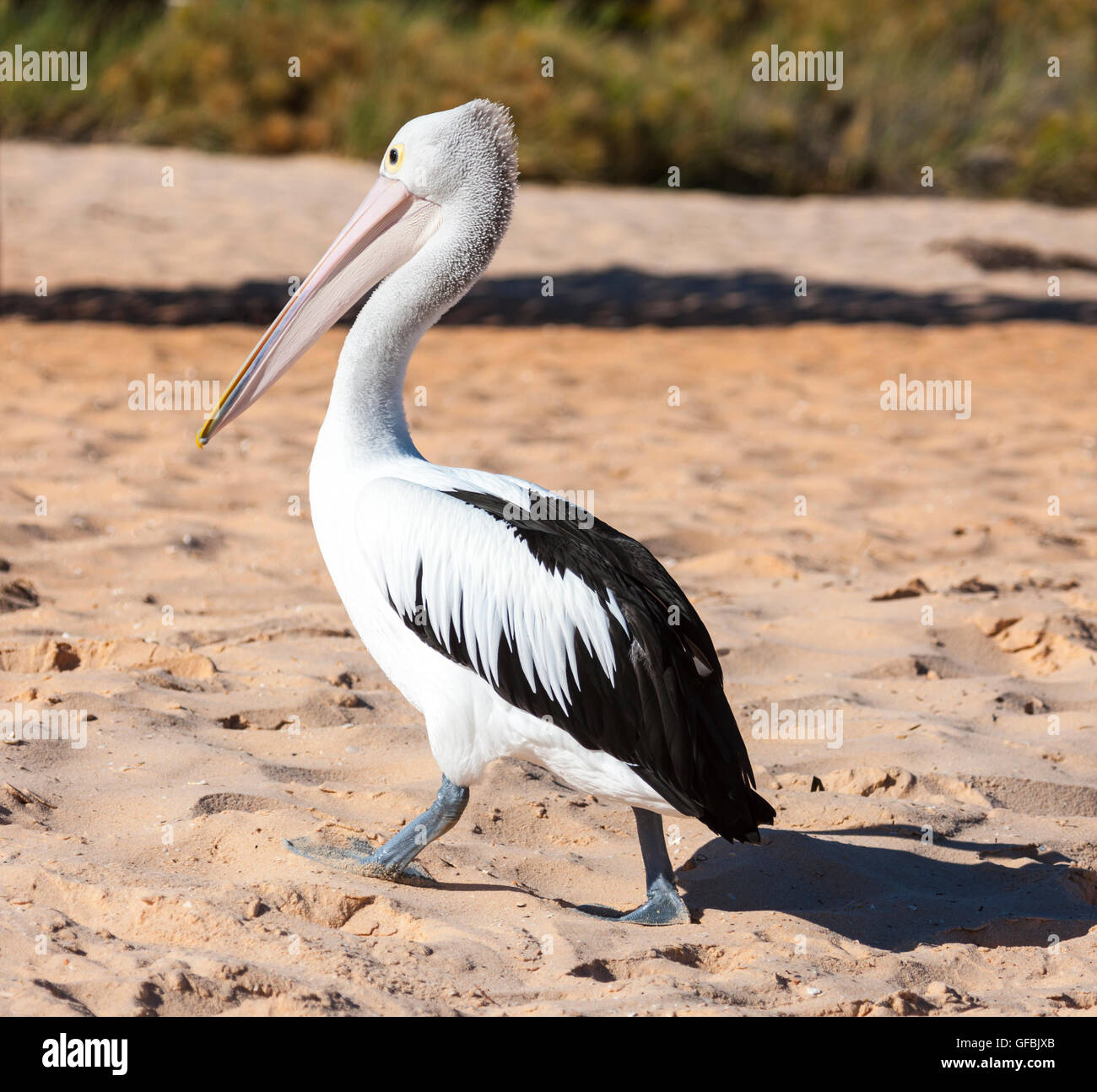 Australian birdlife hi-res stock photography and images - Alamy