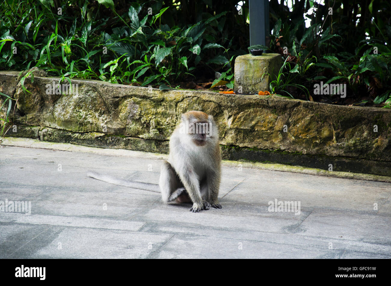 Monkey sitting on floor at Penang Hill in Penang, Malaysia Stock Photo ...