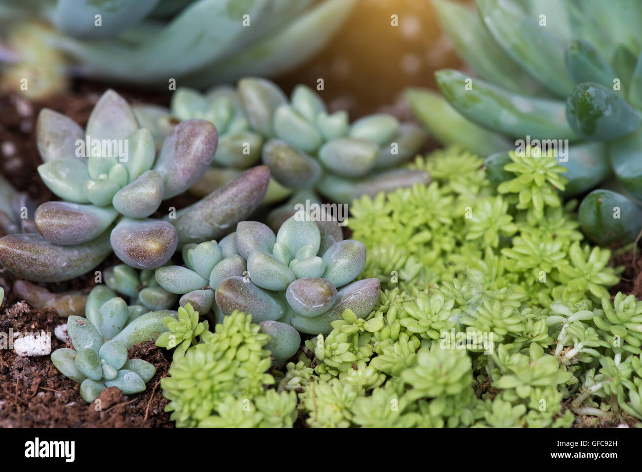 Miniature succulent plants Stock Photo - Alamy