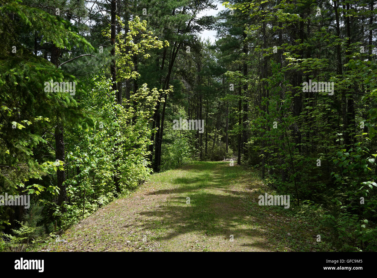 trail going into the forest Stock Photo - Alamy
