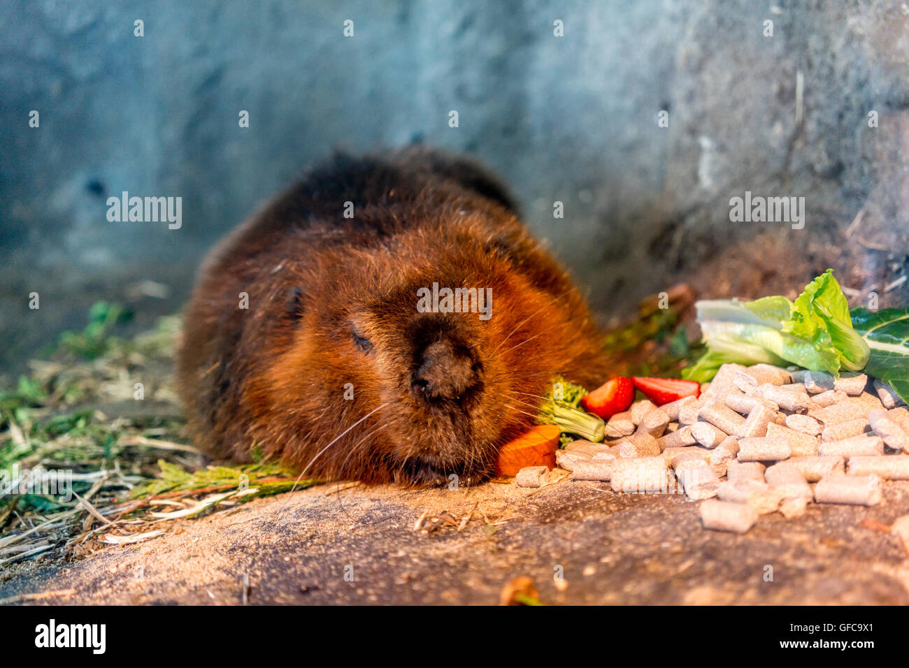 beaver sleeping and eating Stock Photo - Alamy
