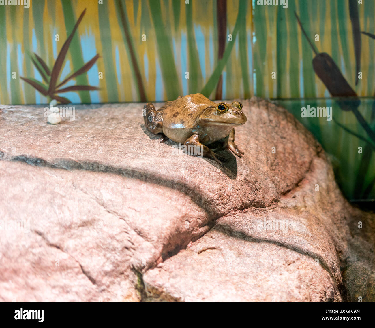 frog on a rock Stock Photo - Alamy
