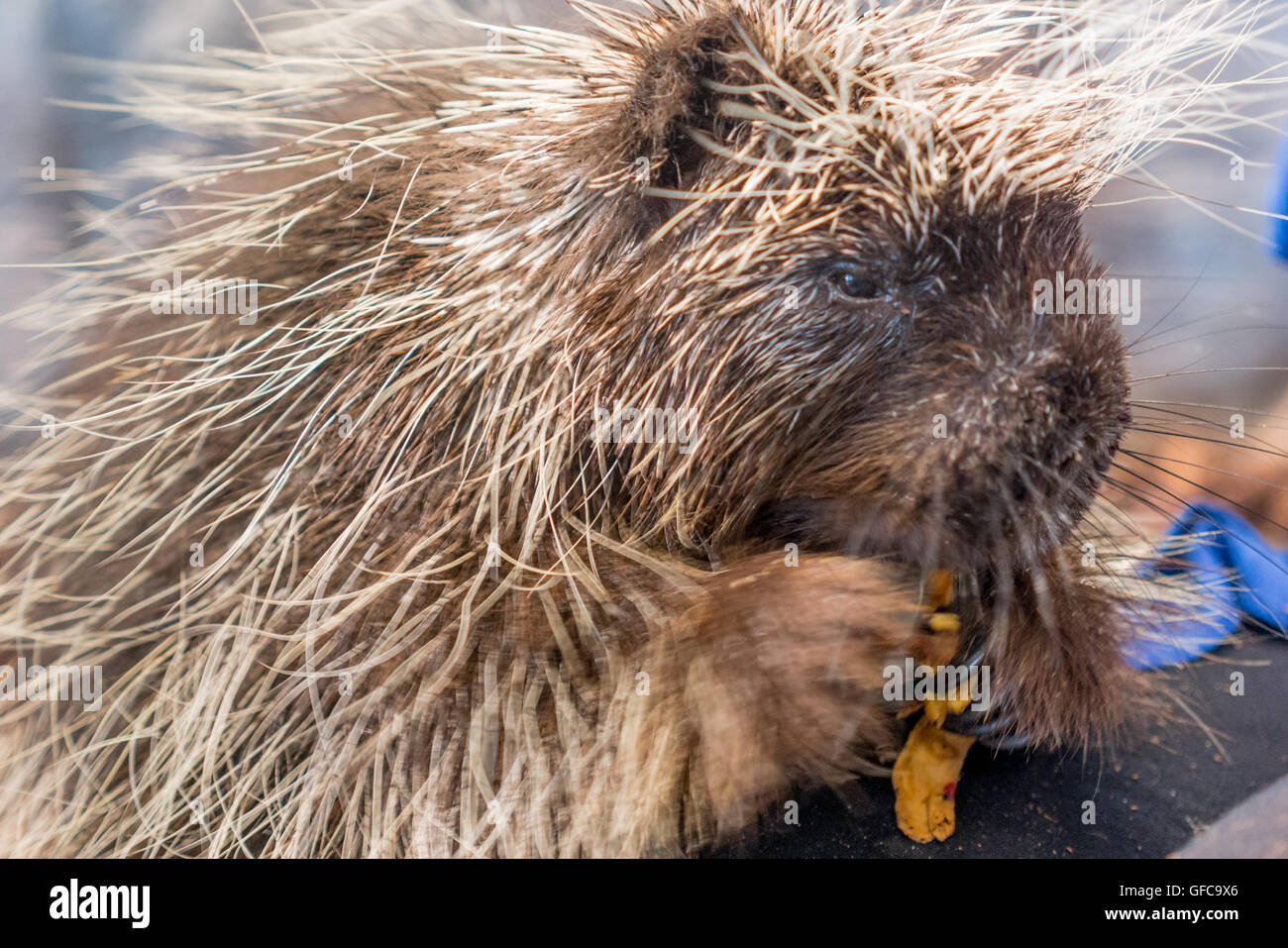 Porcupine face hi-res stock photography and images - Alamy