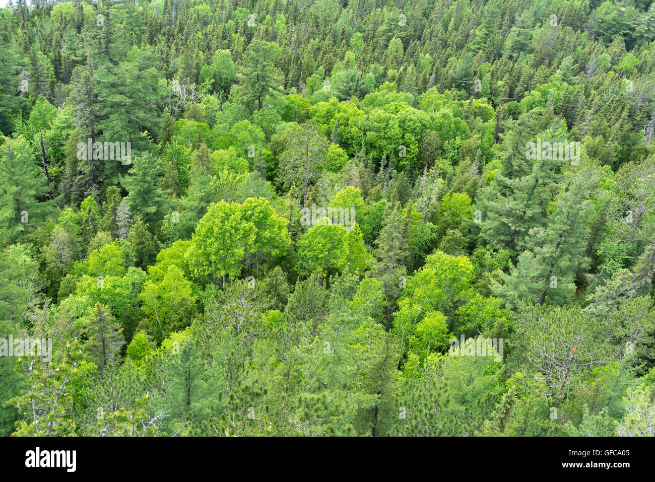 Down to the forest hi-res stock photography and images - Alamy