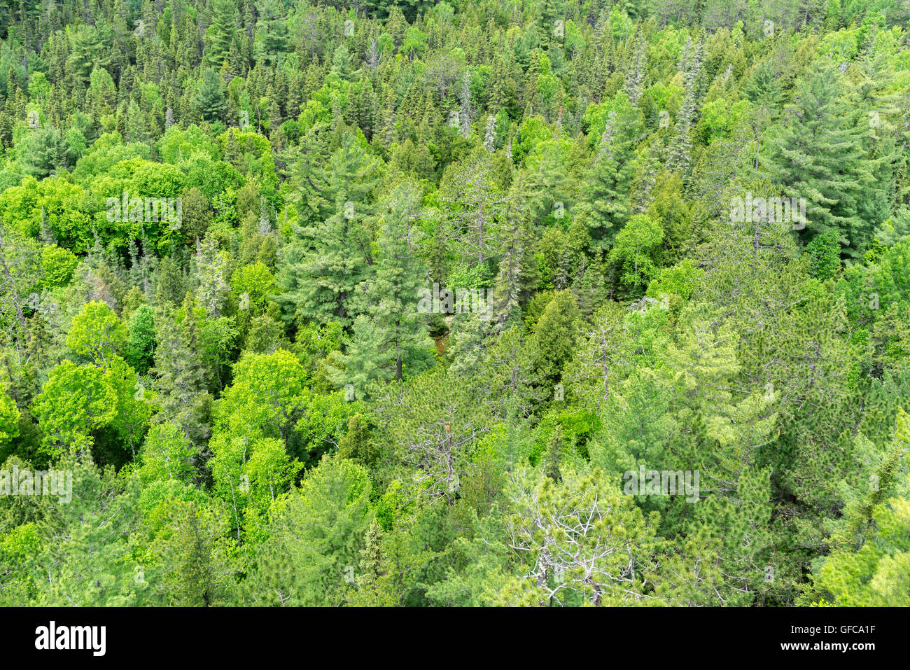 looking down to the forest pine Stock Photo - Alamy