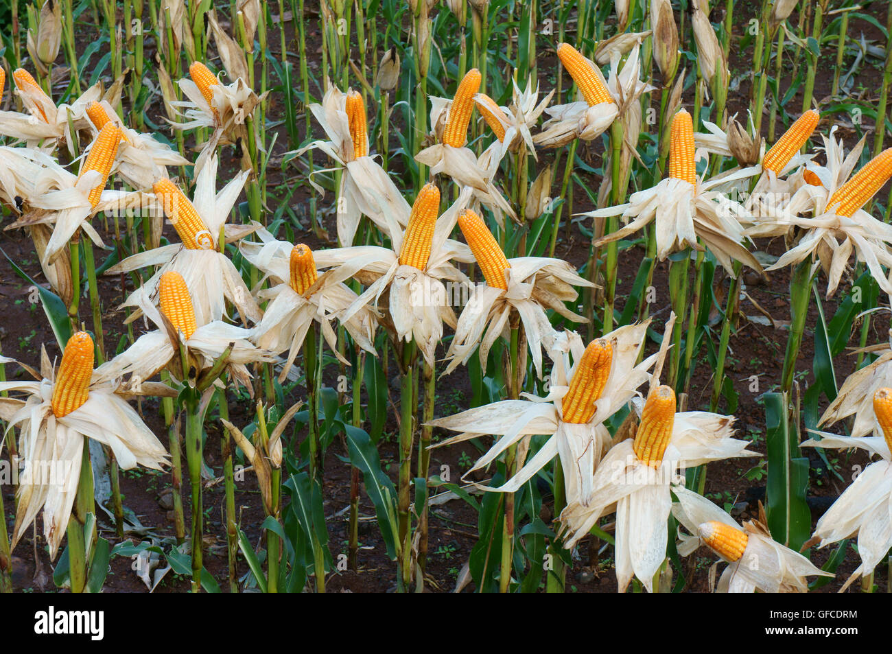 Experiment garden, test new breeding, yellow maize field to breed ...