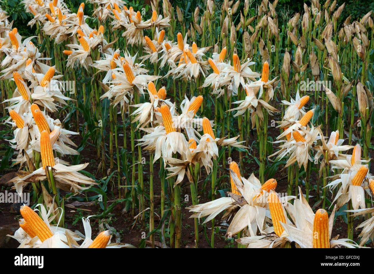 Experiment garden, test new breeding, yellow maize field to breed ...