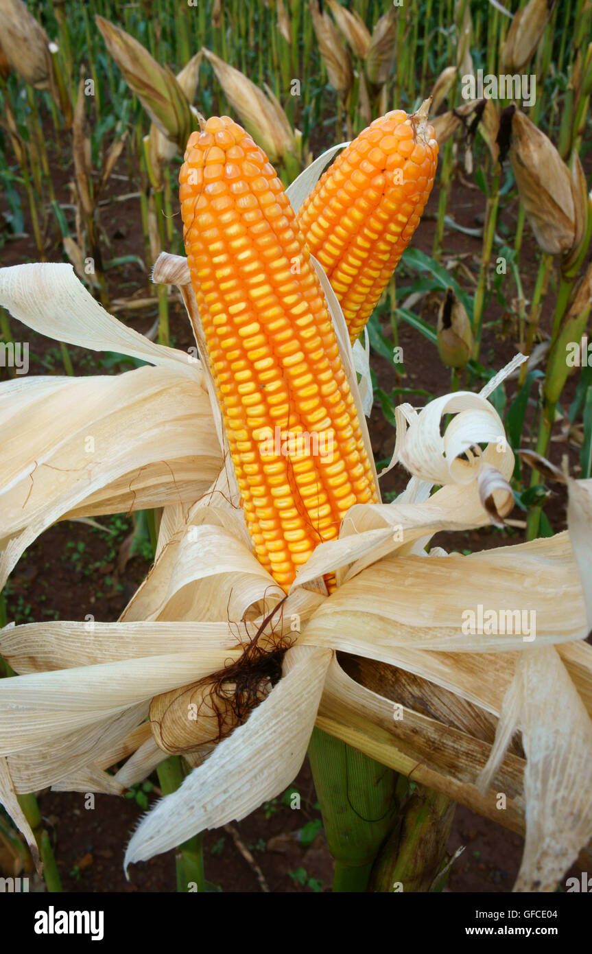 Experiment garden, test new breeding, yellow maize field to breed ...