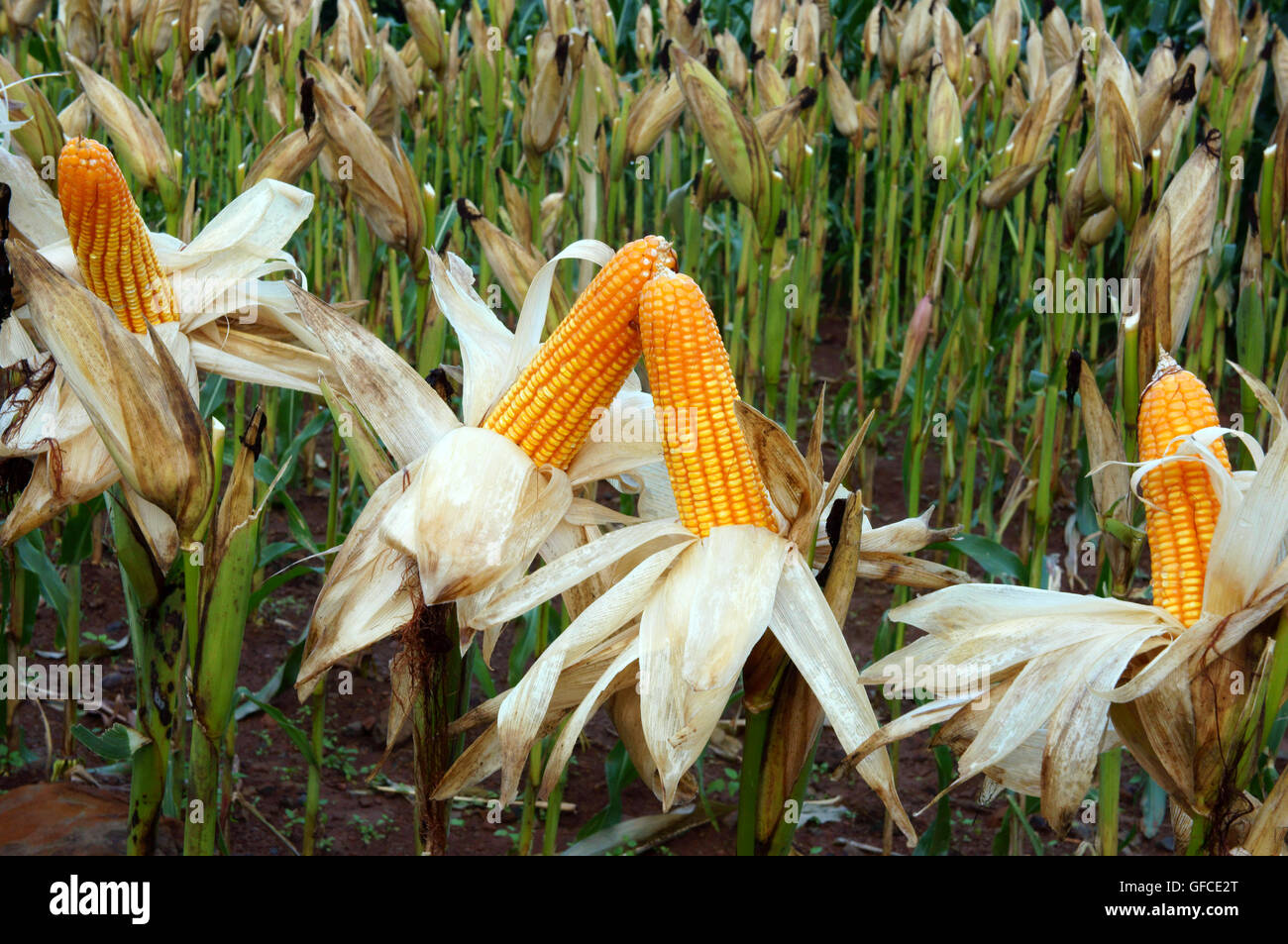 Experiment garden, test new breeding, yellow maize field to breed ...