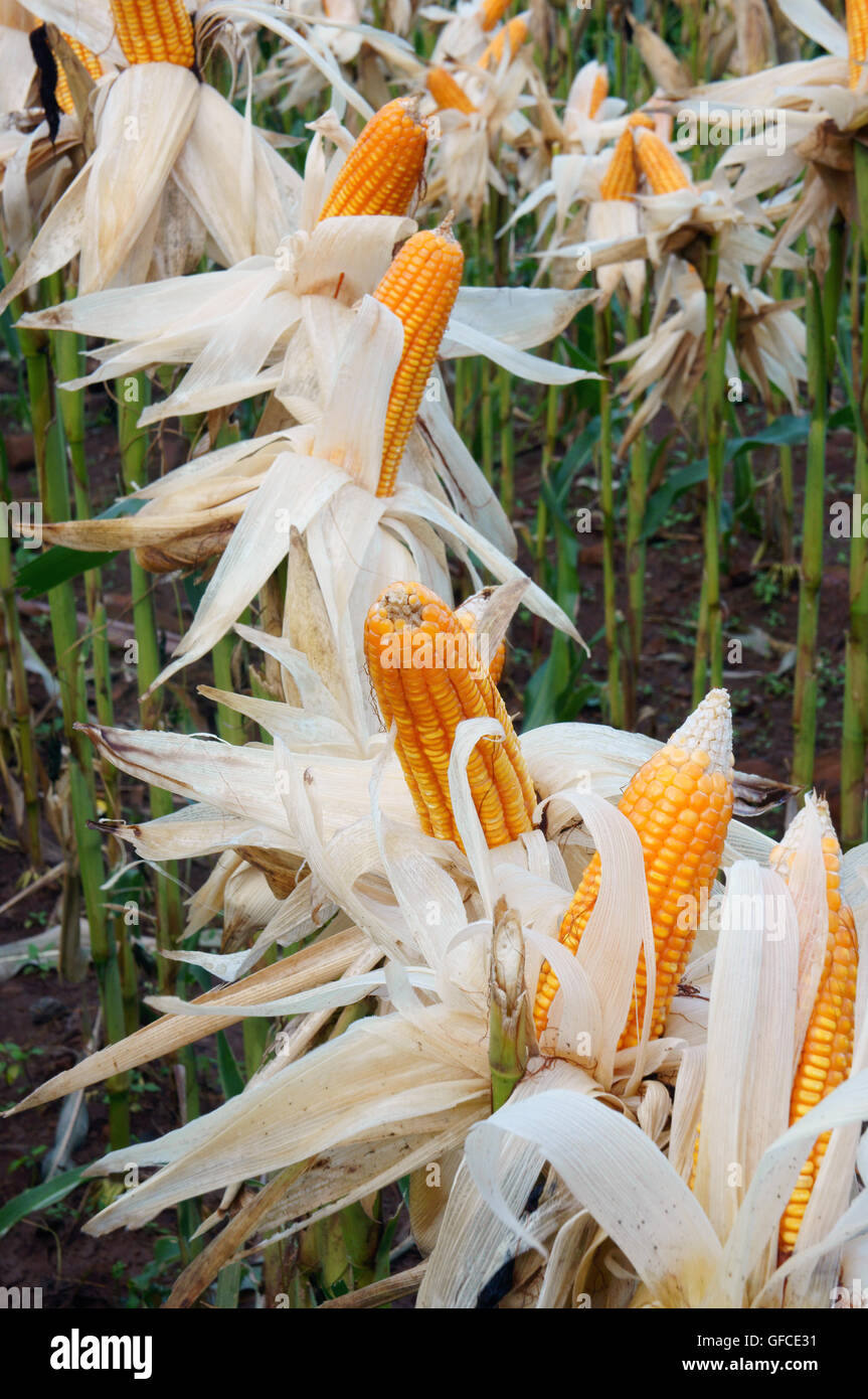 Experiment garden, test new breeding, yellow maize field to breed ...