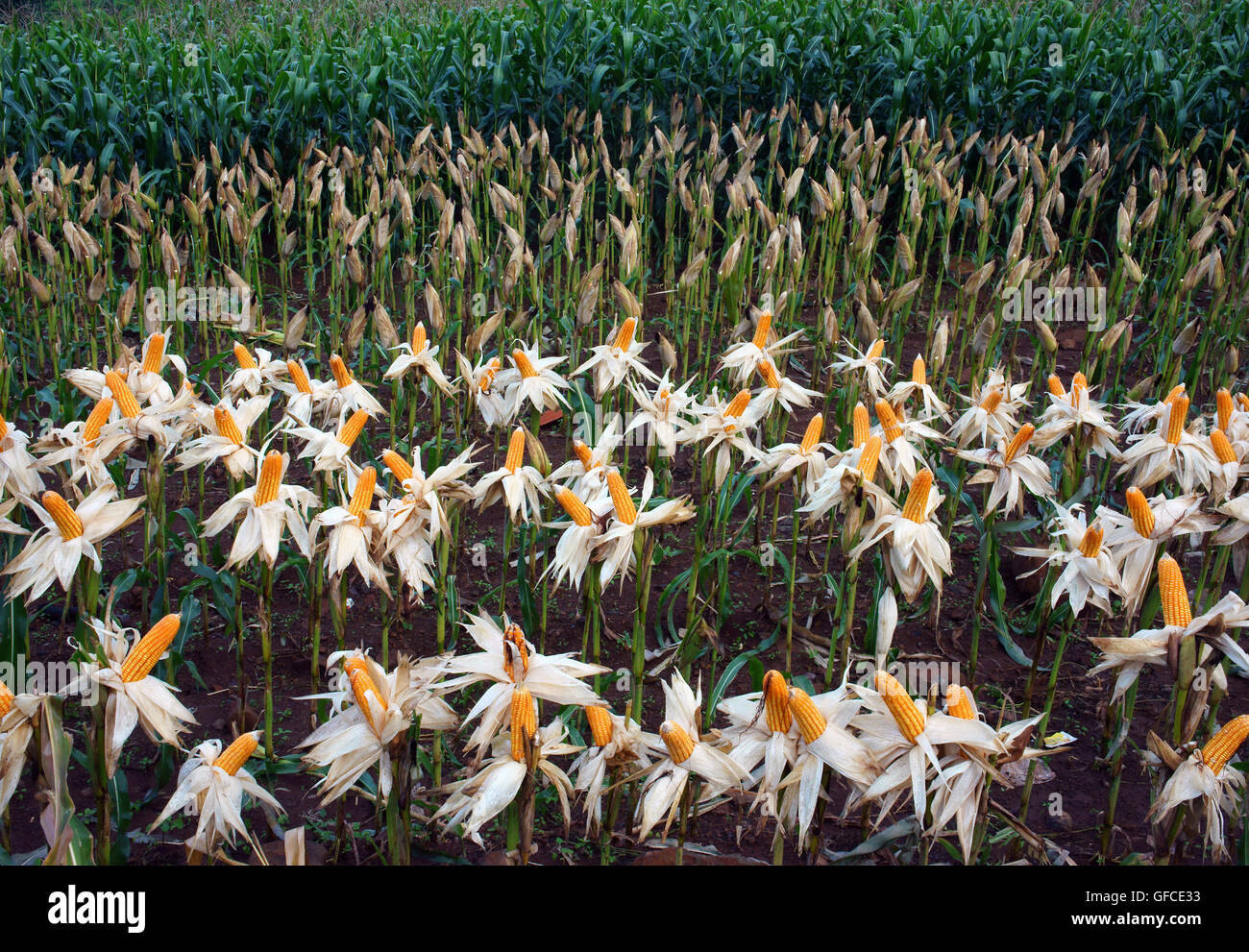 Experiment garden, test new breeding, yellow maize field to breed ...