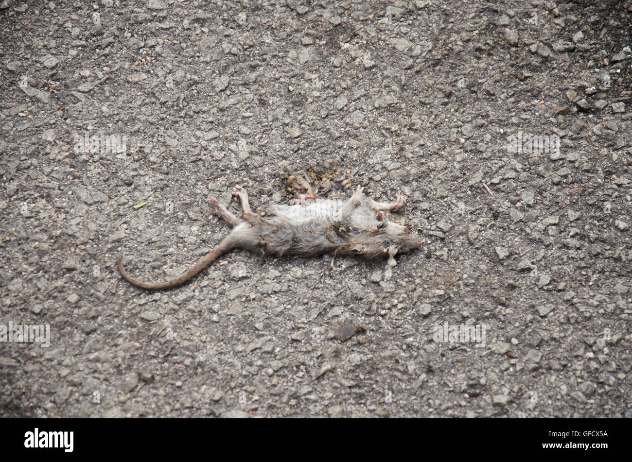 Dead Rat Carcass Stock Photos & Dead Rat Carcass Stock Images - Alamy