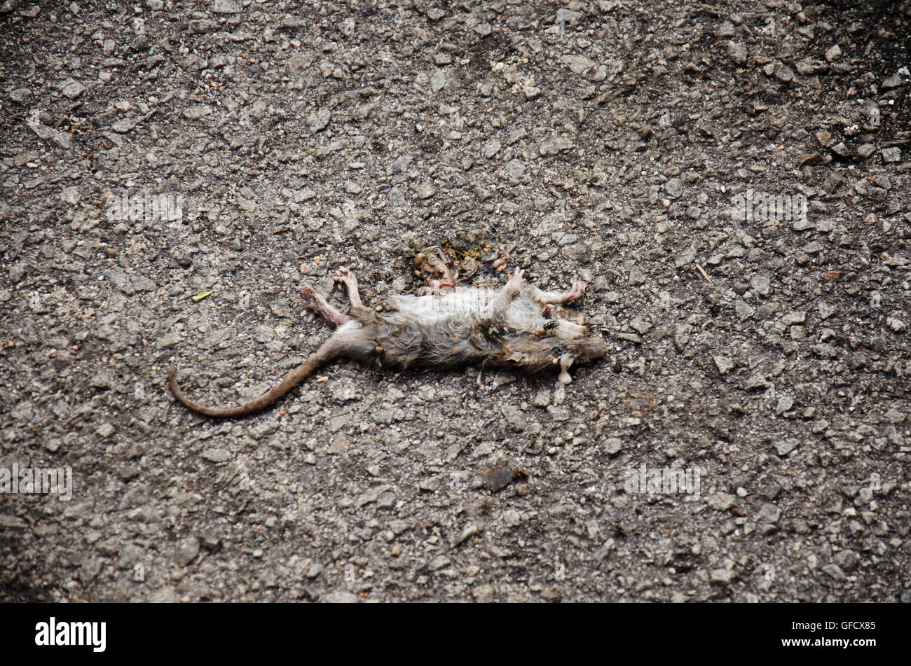 Rat death on the road from car crushed Stock Photo - Alamy