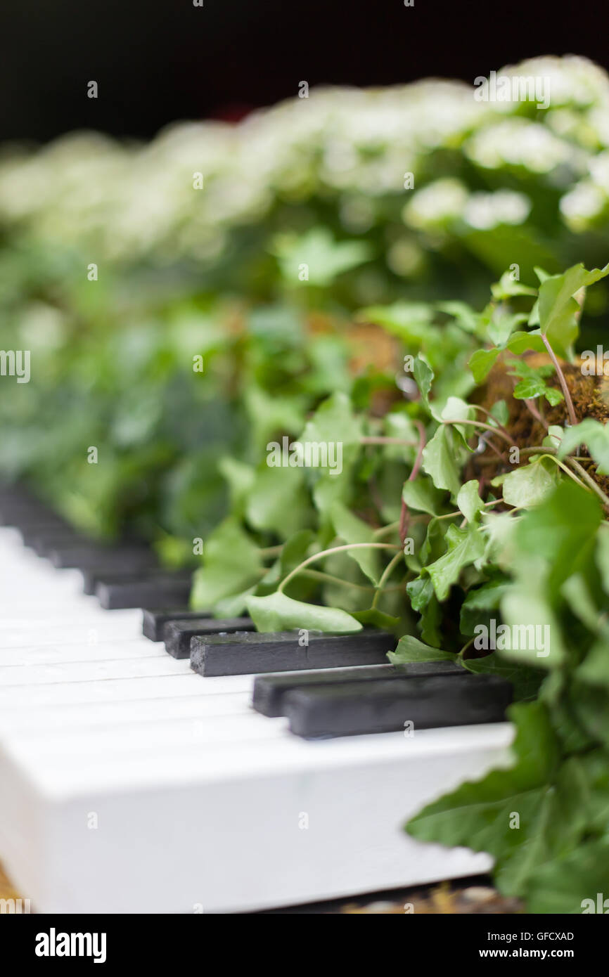 Allan gardens conservatory Christmas piano by garden muses, Toronto ...