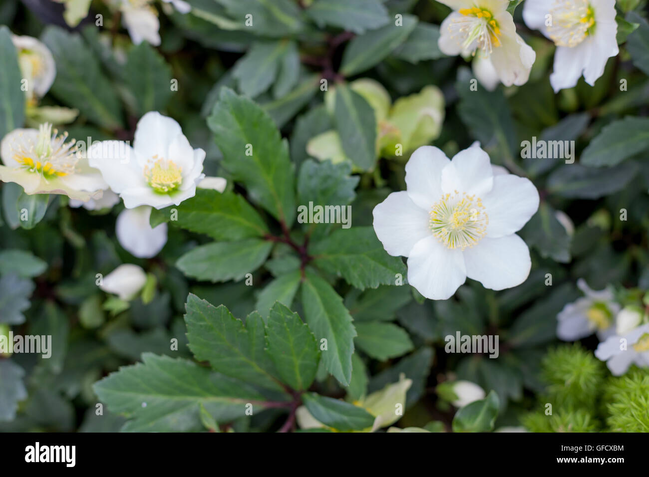 Lenten roses hi-res stock photography and images - Alamy