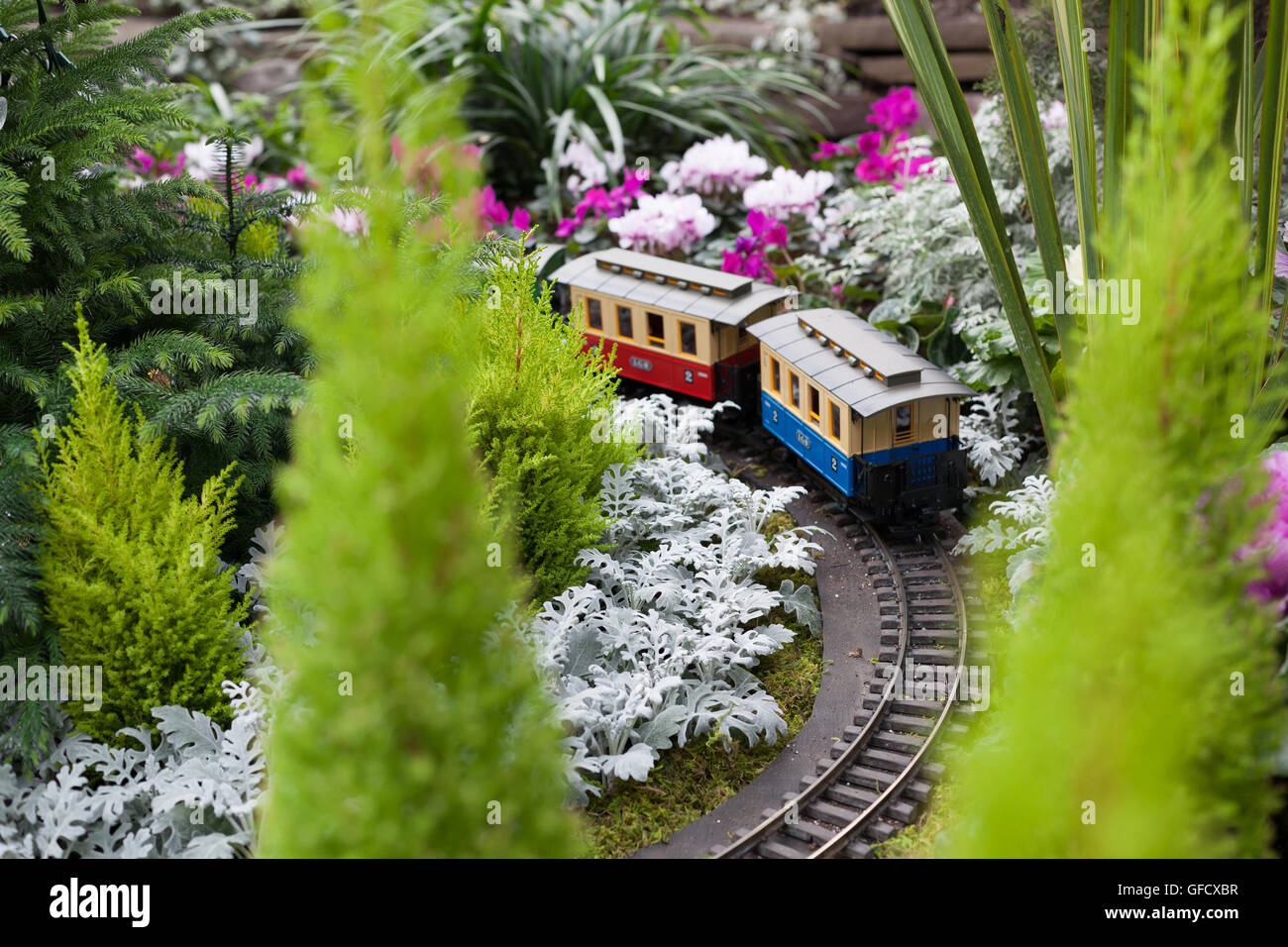 Toy train surrounded by conservatory Christmas flowers at Allan Gardens ...