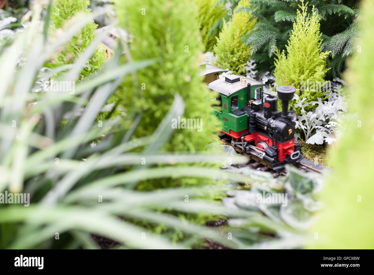 Toy train surrounded by conservatory Christmas green plants at Allan ...