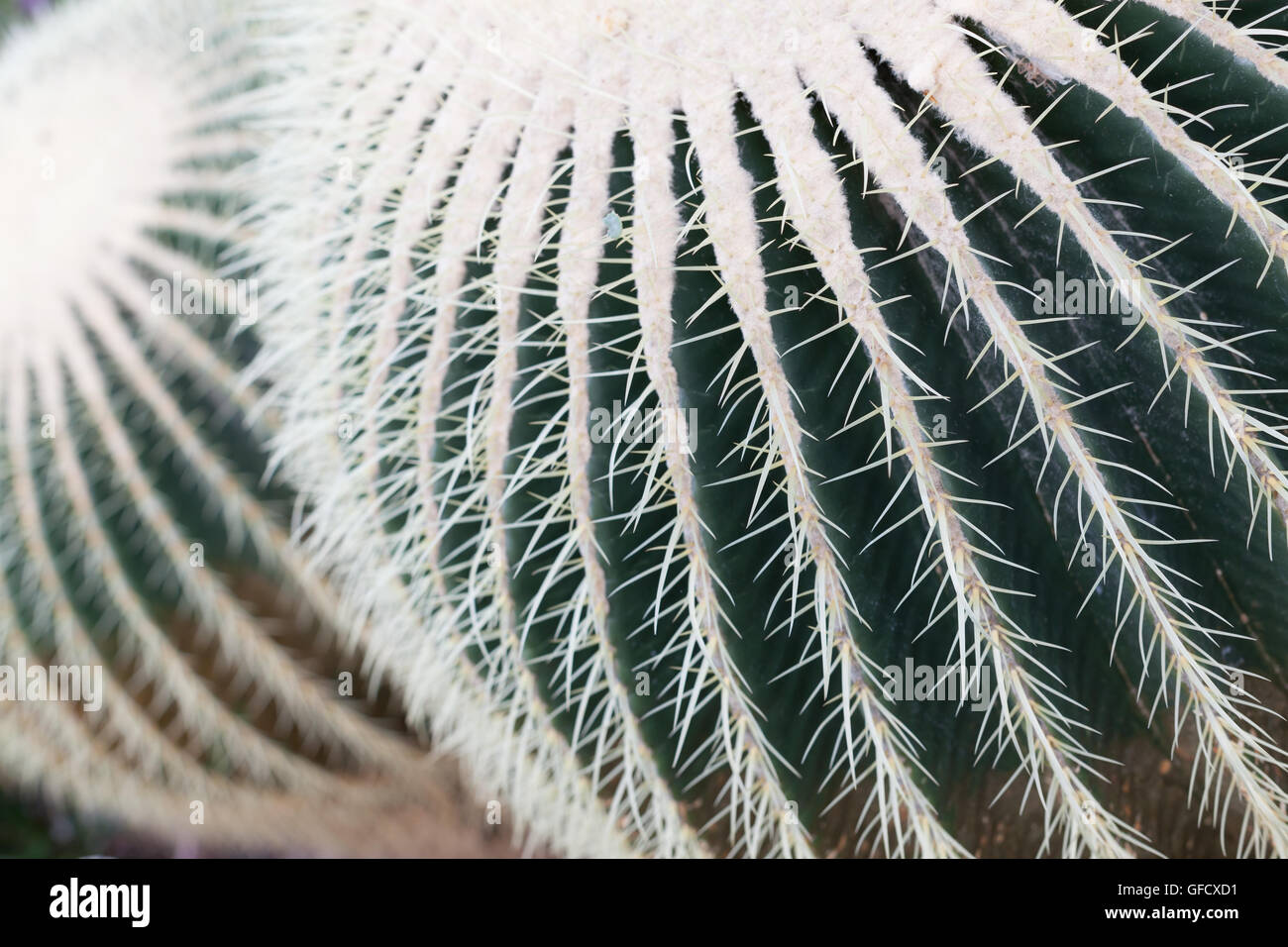 Close-up of round decorative spiny golden barrel cactus in conservatory ...