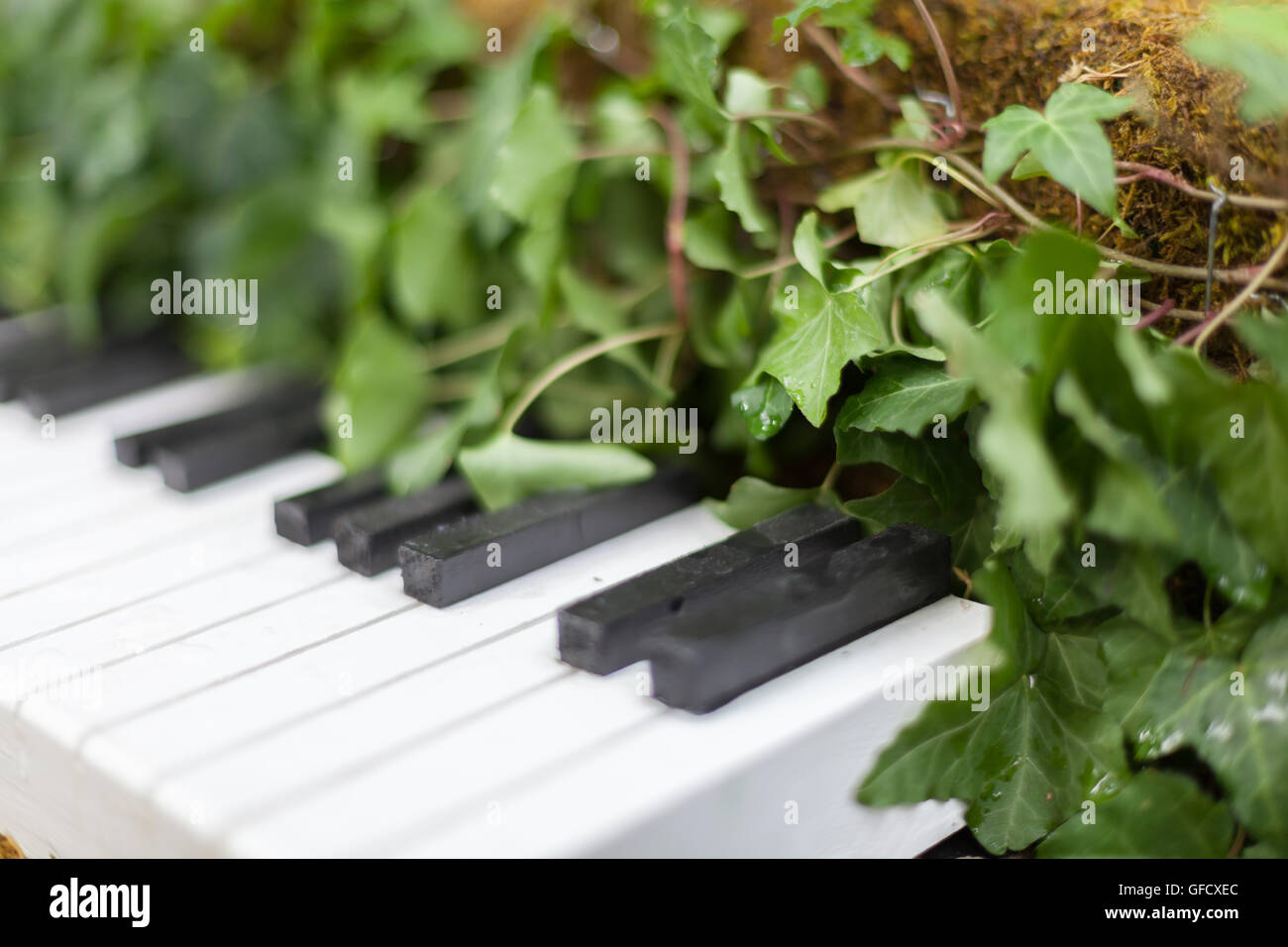 Allan gardens conservatory Christmas piano by garden muses, Toronto ...