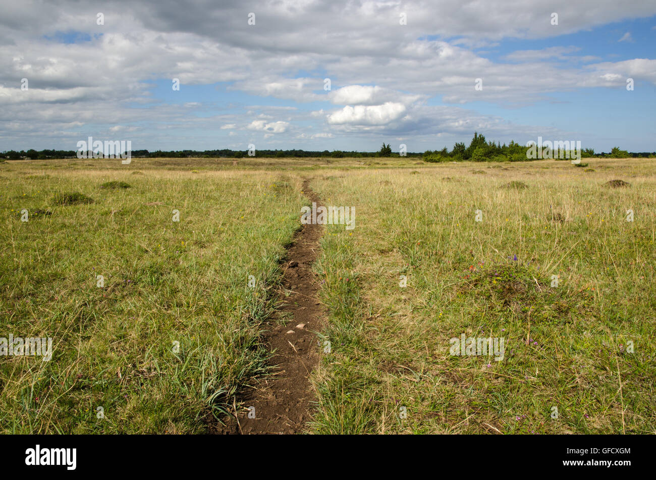 Cattles narrow path in a great plain grassland Stock Photo - Alamy