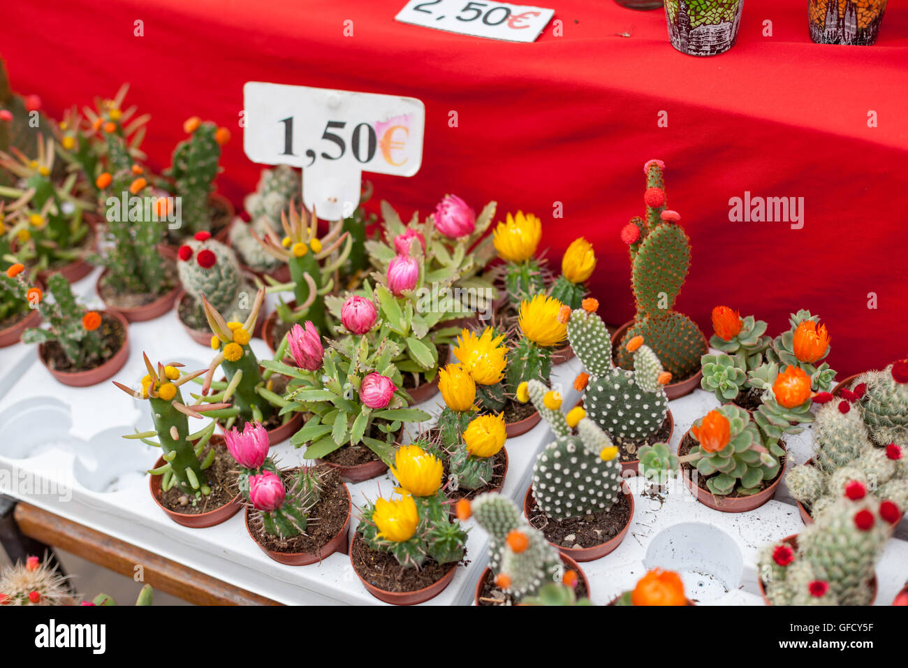 Display of cacti at stall, Spaincolor image, canon 5DmkII Stock Photo ...
