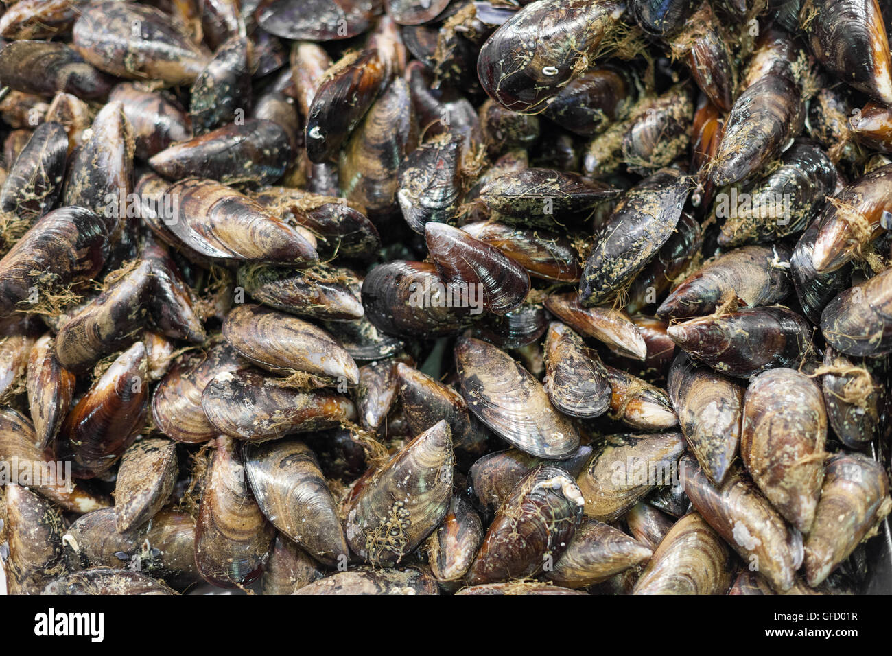 Full frame of mussel for sale at a market stall, La Boqueria Market ...