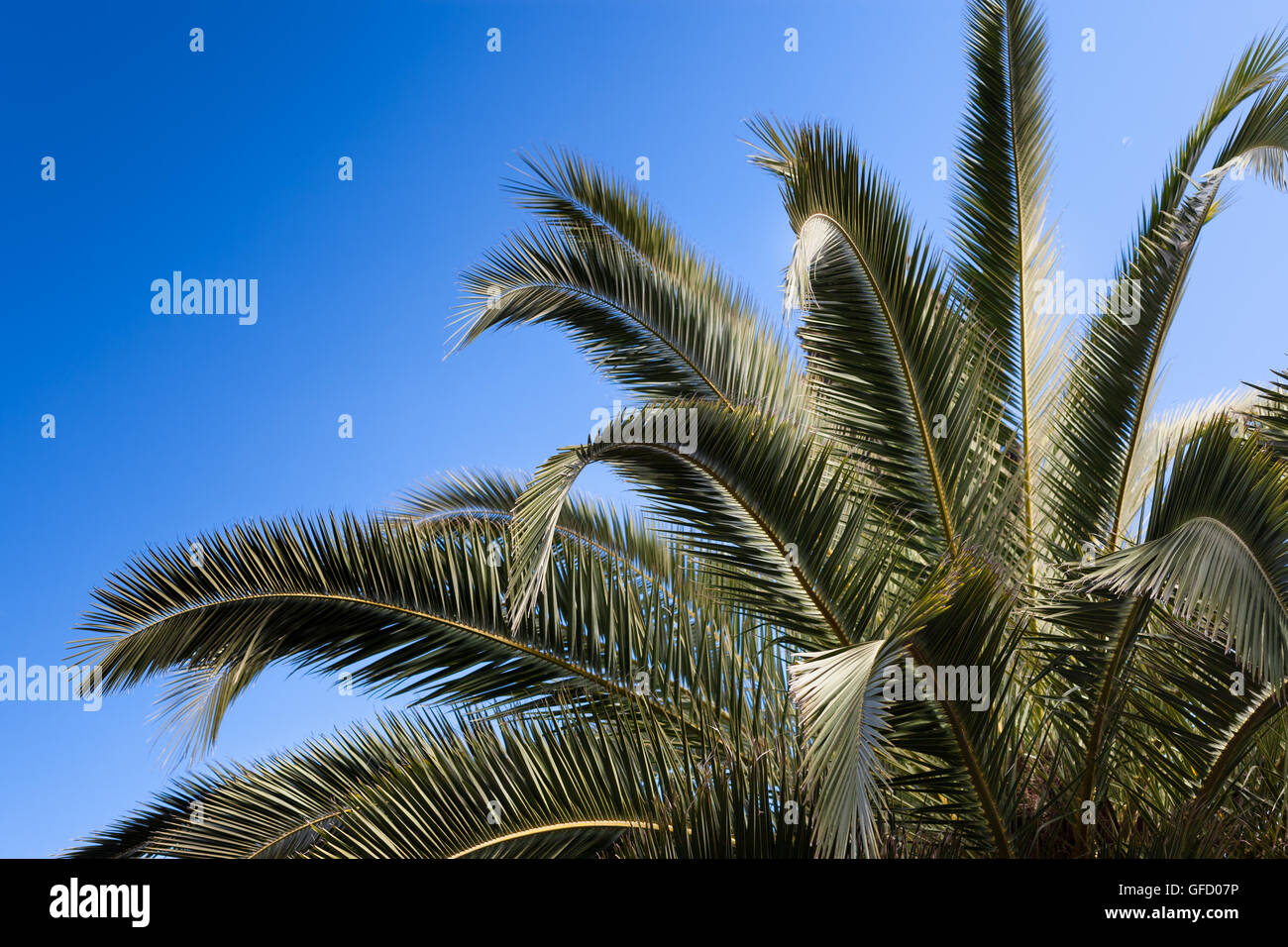 Section of a palm tree hi-res stock photography and images - Alamy