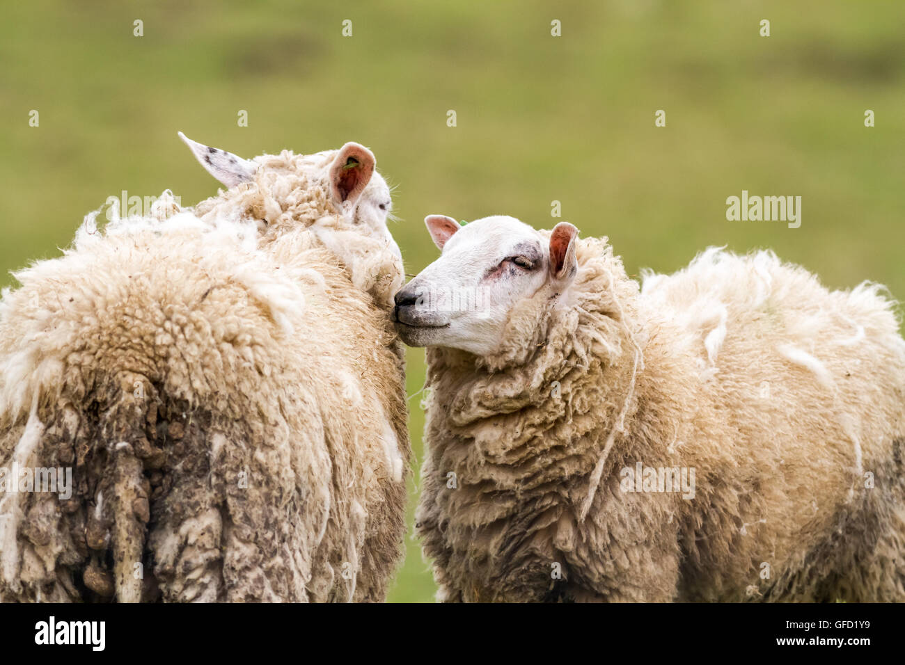 on the field is there an sheep stay around and eat the grass Stock ...