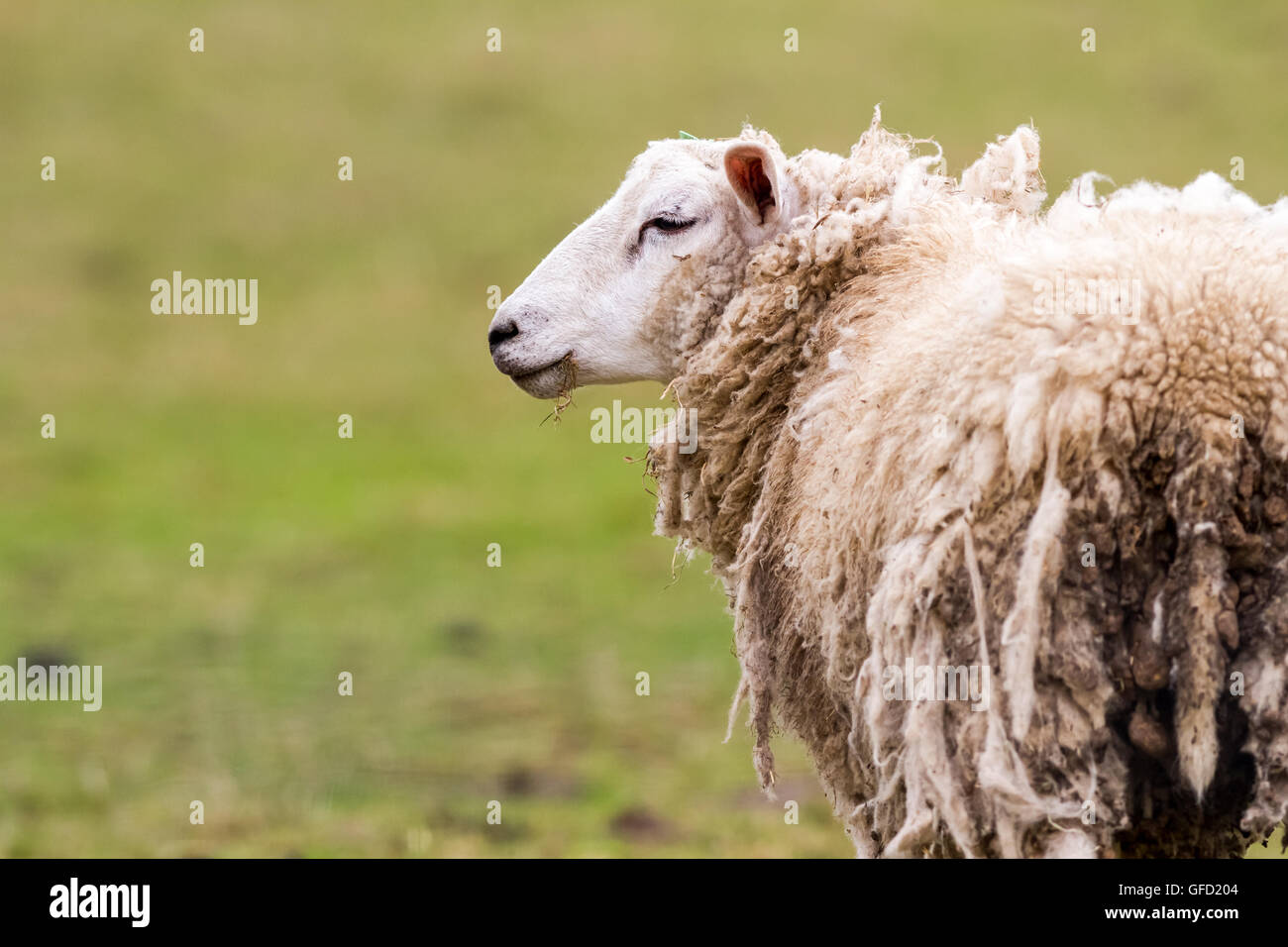 Two sheep eat hi-res stock photography and images - Alamy
