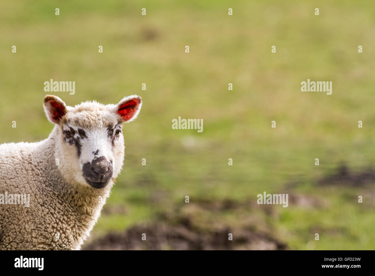 on the field is there an sheep stay around and eat the grass Stock ...