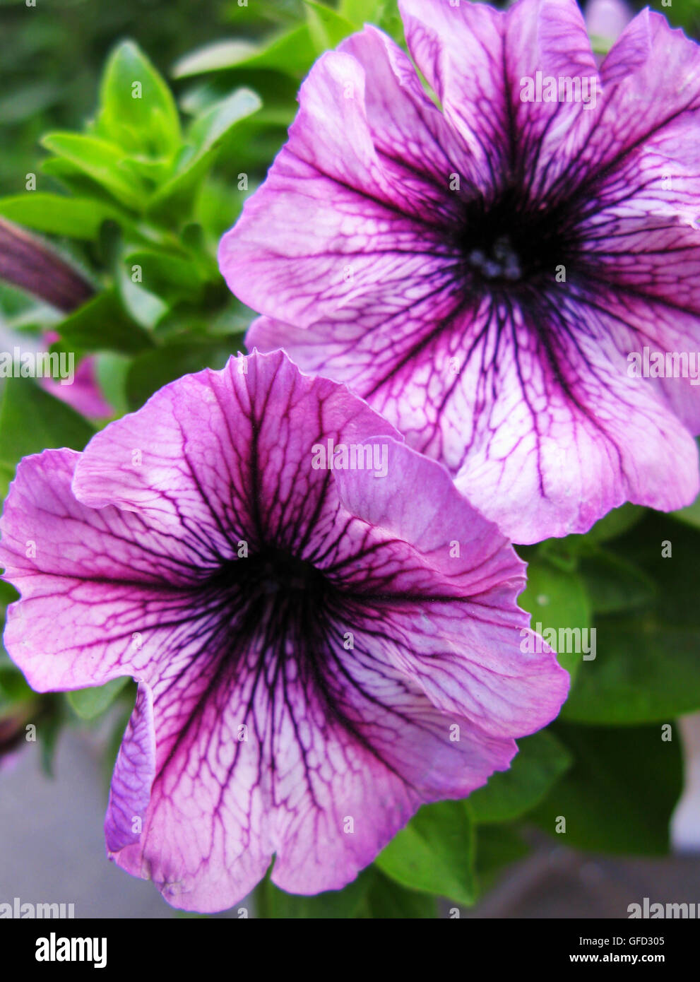 purple petunia flowers Stock Photo - Alamy
