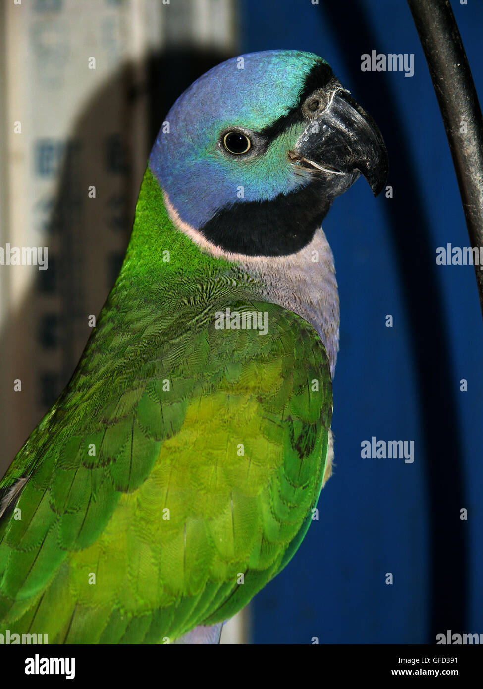 Derbyan Parakeet (Psittacula derbiana) in the Shanghai Flower and Bird ...